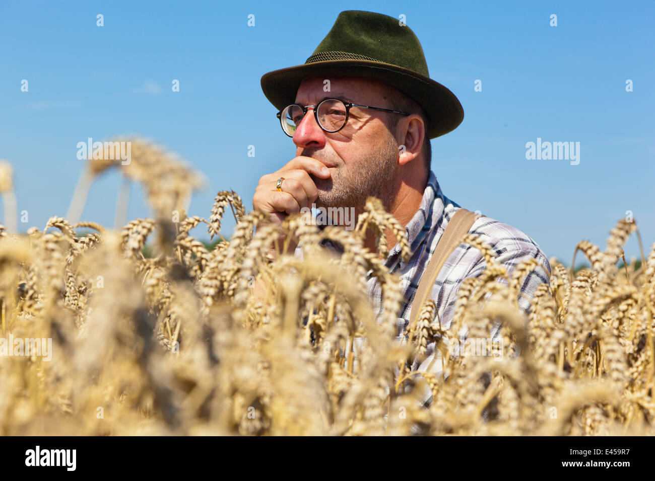A thoughtful farmer sits in a corn field. Problems in agriculture Stock ...