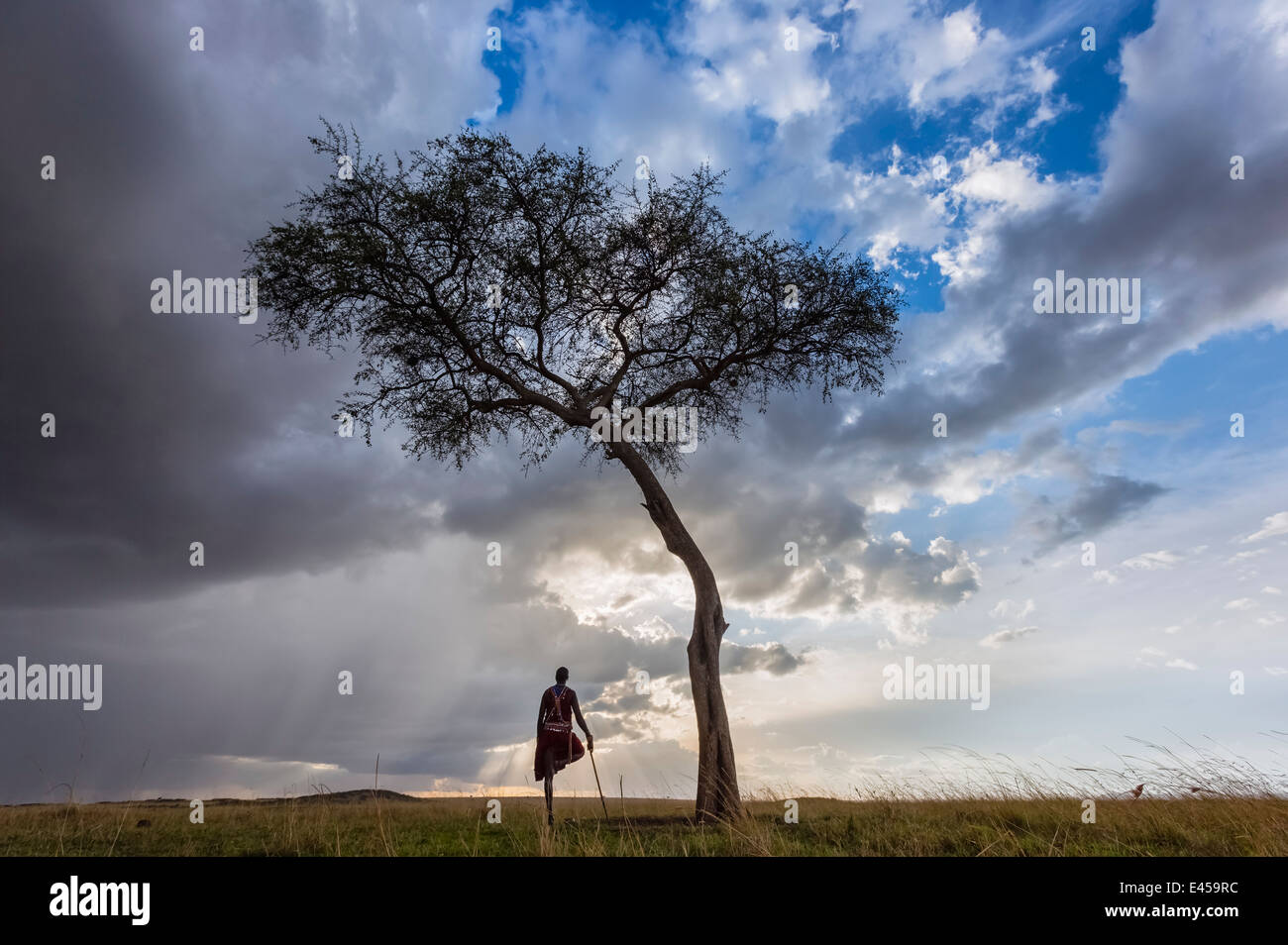 Maasai Warrior Tree High Resolution Stock Photography and Images - Alamy
