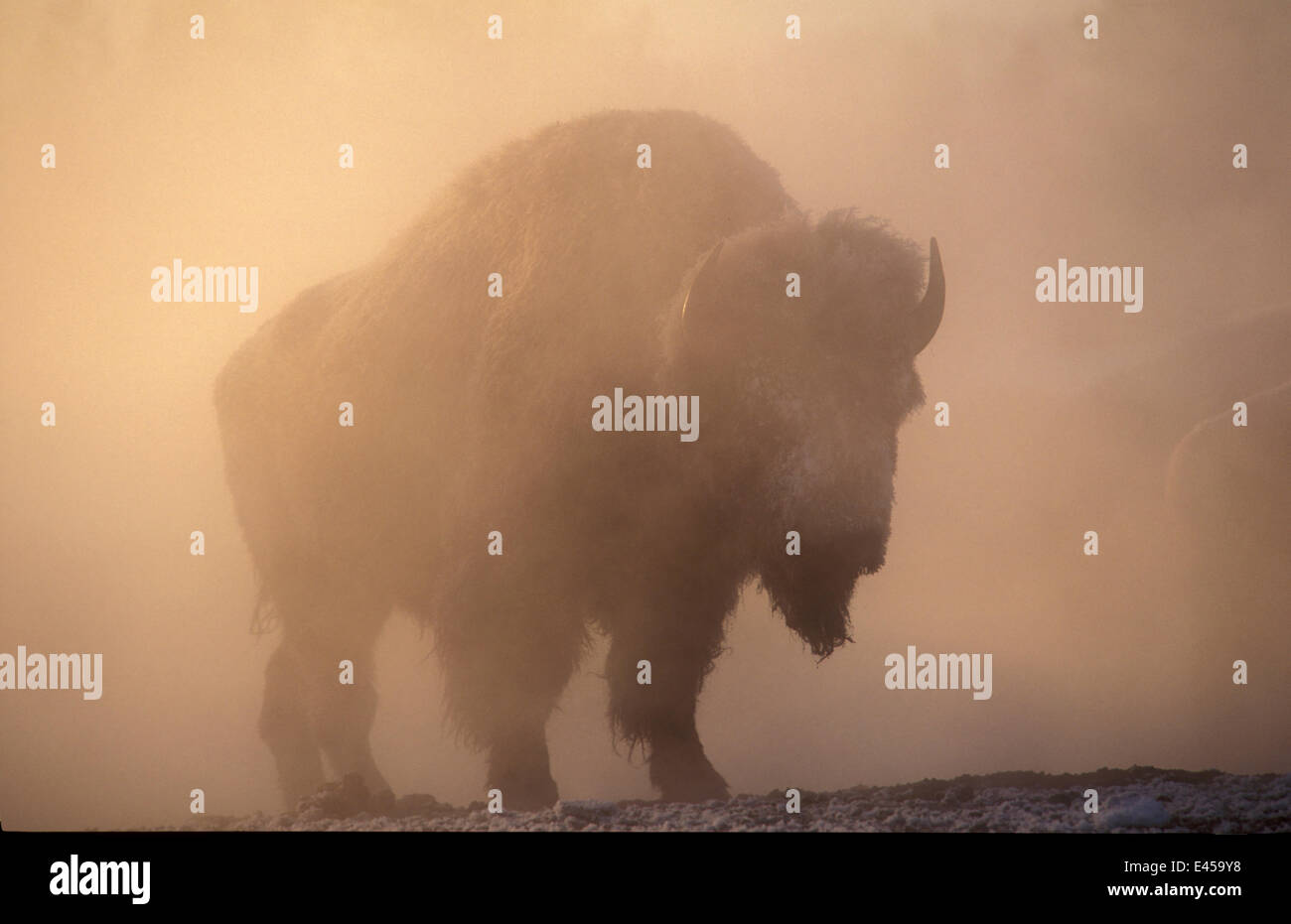 Bison {Bison bison} bull silhouetted in dawn mist, Yellowstone National ...