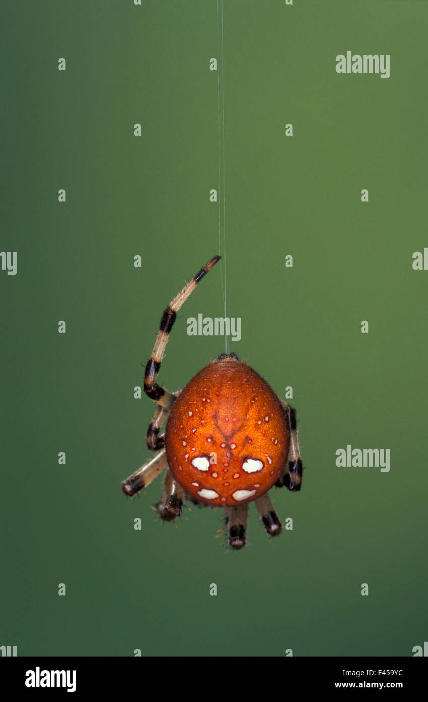 Spider hanging from web hi-res stock photography and images - Alamy