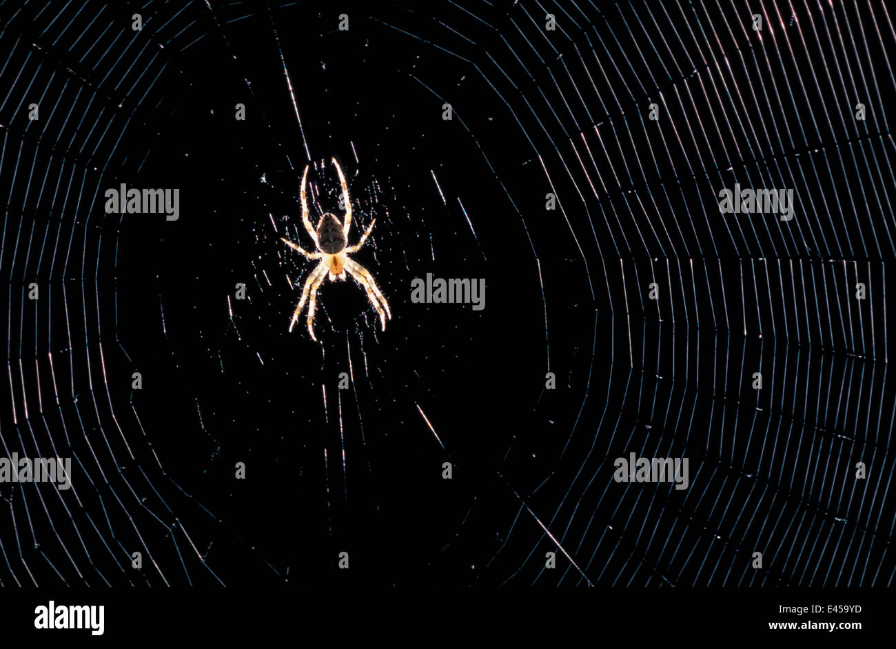 Spiders web araneus spider hi-res stock photography and images - Alamy