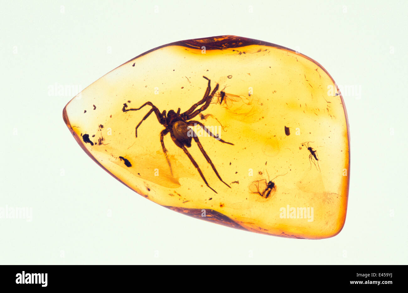 Spider fossilized in amber, 50 million years ago Stock Photo - Alamy