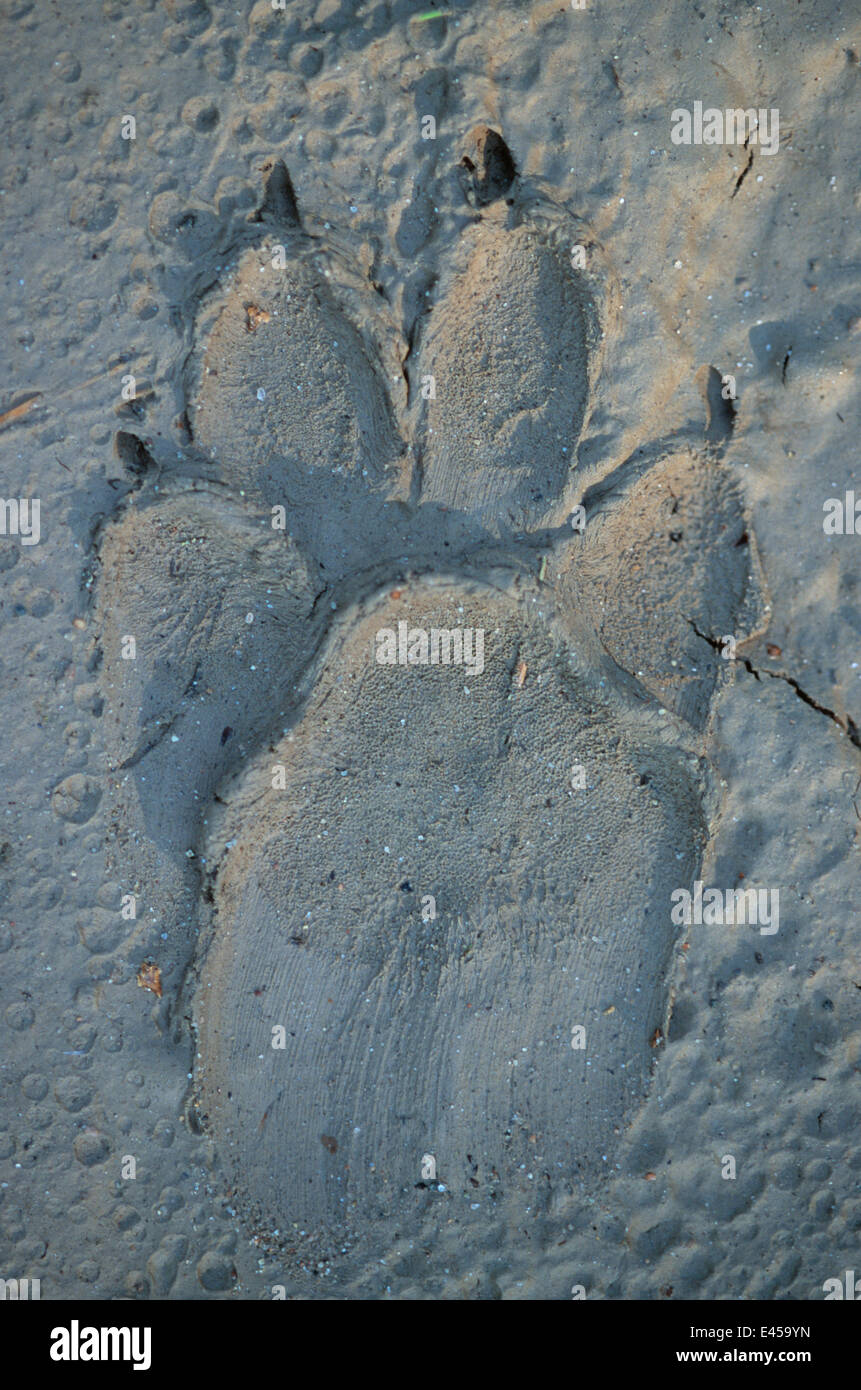 Wolf Tracks In Mud