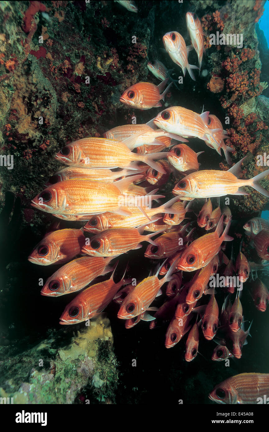 Longspine squirrelfish {Holocentrus rufus} on the wreck of the SS Rhone ...