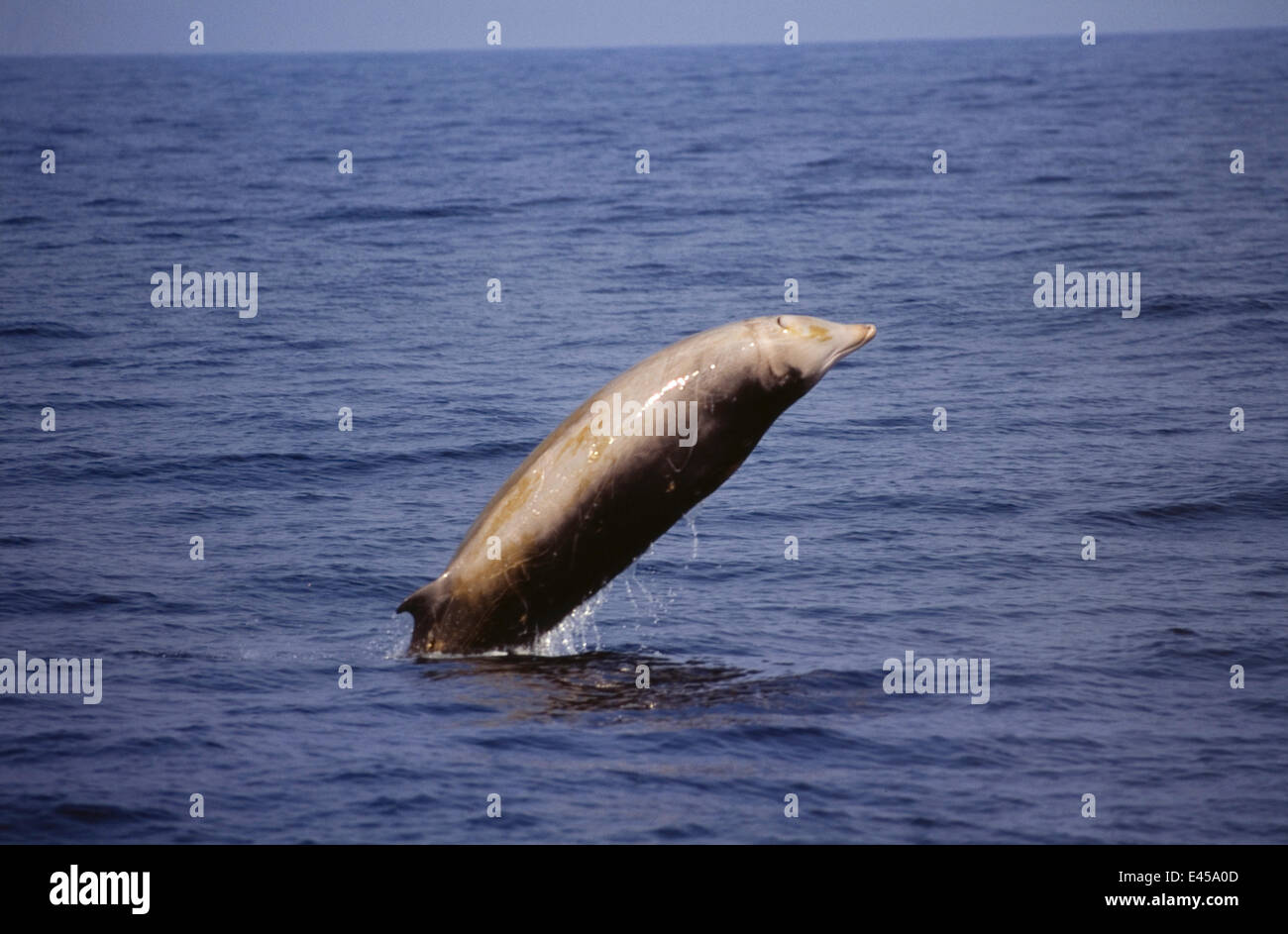 Cuviers beaked whale hi-res stock photography and images - Alamy
