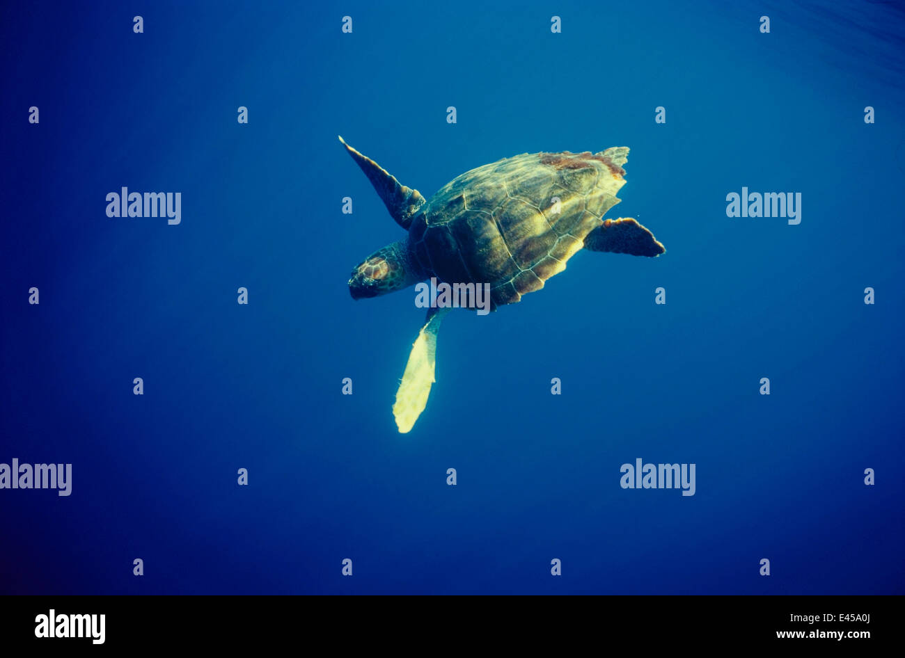 Juvenile Loggerhead turtle {Caretta caretta} underwater, Azores ...