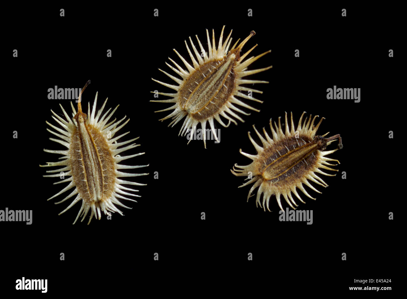 Flat umbel hi-res stock photography and images - Alamy