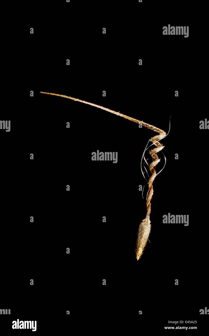 Common storksbill seeds hi-res stock photography and images - Alamy