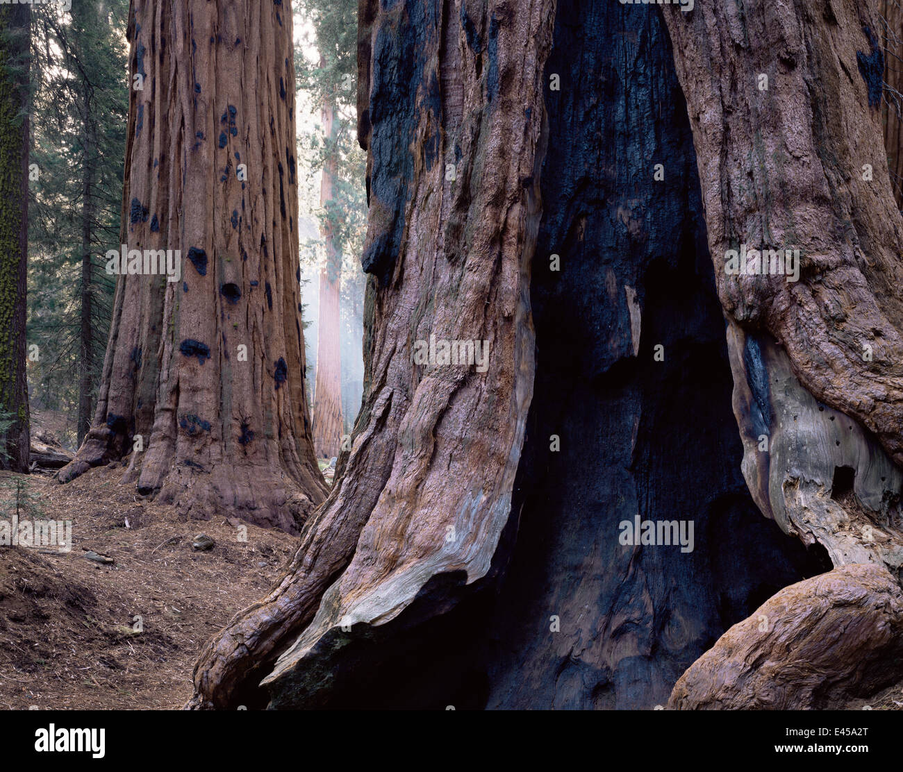 Trunk of Giant Sequoia tree {Sequoiadendron giganteum} showing scars ...