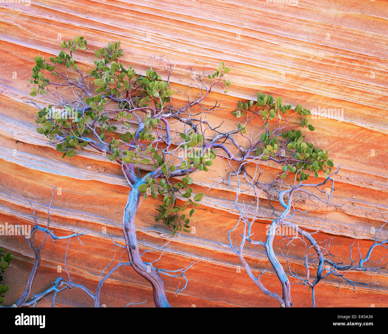 Petrified sand dunes with eroded red and yellow sandstone bands, Paria ...