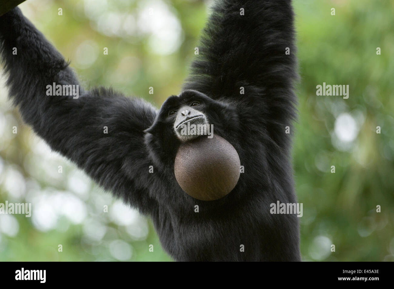 Siamang Gibbon (Hylobates syndactylus) vocalising, vocal pouch inflated ...