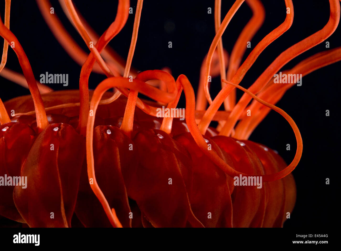 Atolla jellyfish hi-res stock photography and images - Alamy