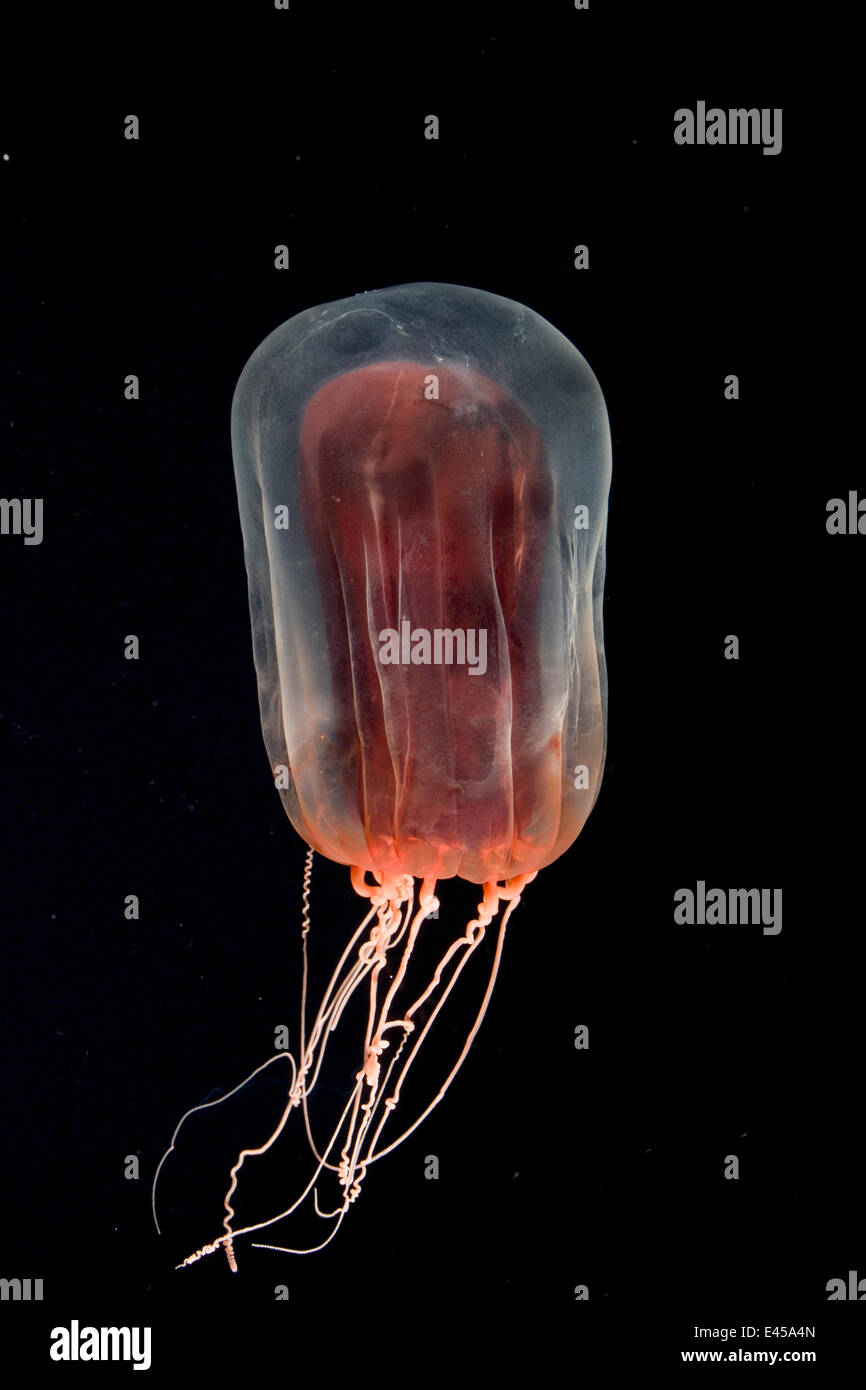 Deepsea Anthomedusa {Pandea rubra} Gulf of Maine, Atlantic Stock Photo ...