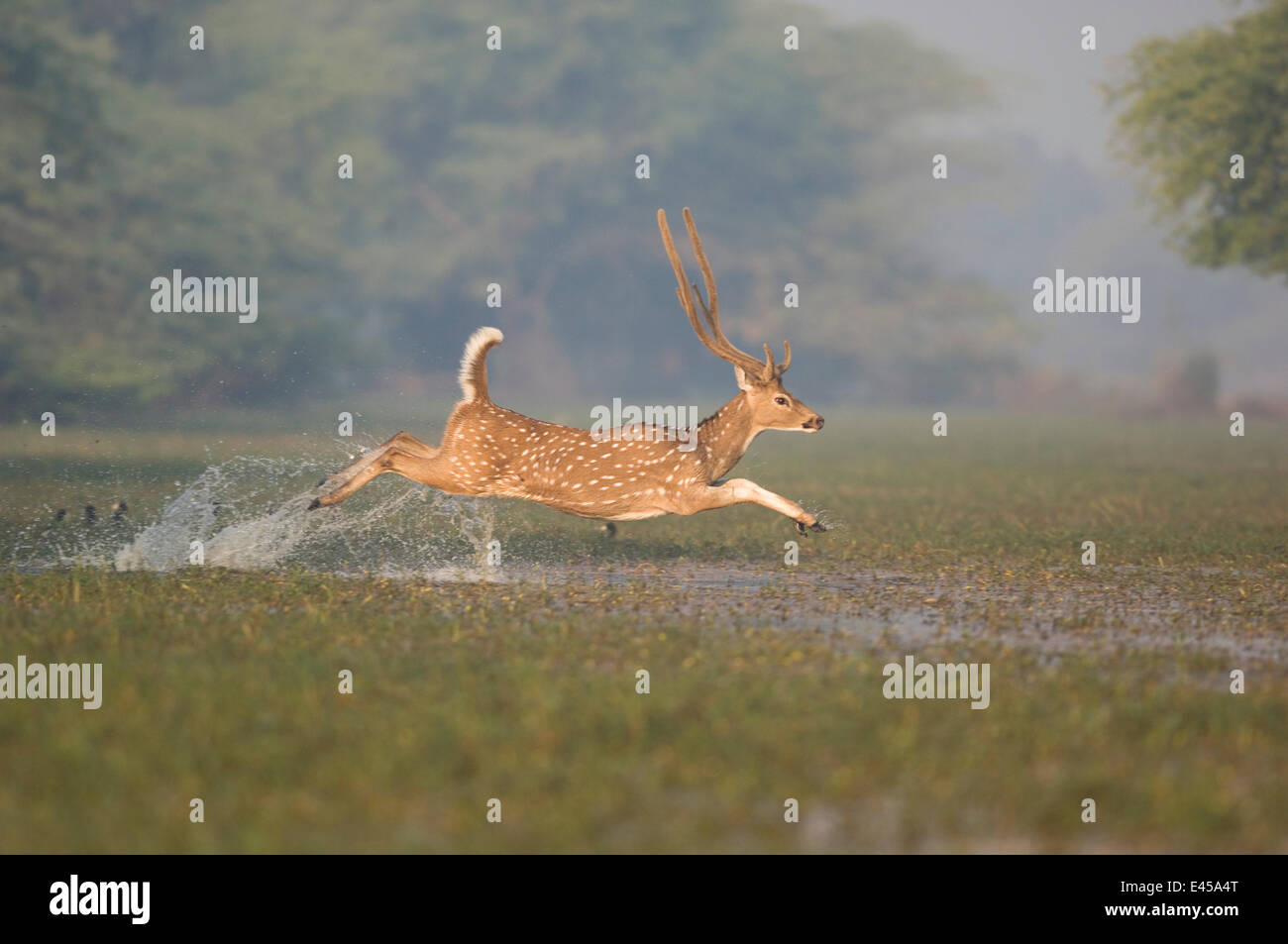 Chital running hi-res stock photography and images - Alamy