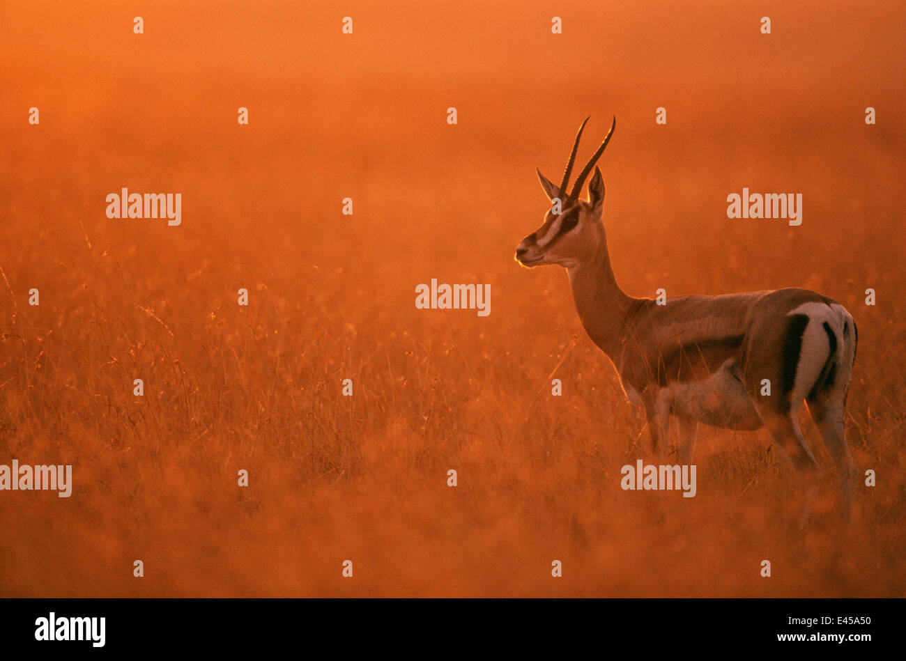 Thomson's gazelle {Gazella thomsonii} at sunset / sunrise, Serengeti NP ...