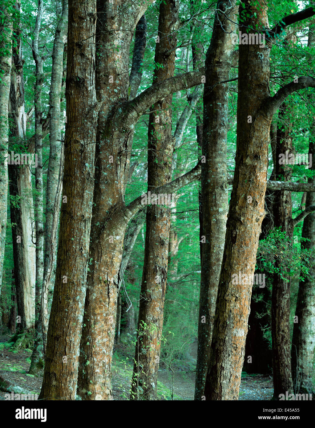 Red Beech (Nothofagus fusca) trunks, Kepler Track, Fiordland National ...
