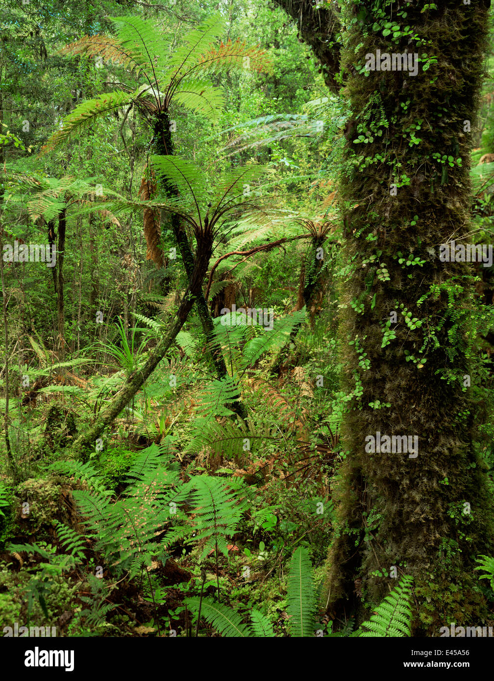 Black Tree Ferns (Cyathea medullaris) in lowland rainforest, Westlands National Park, South ...