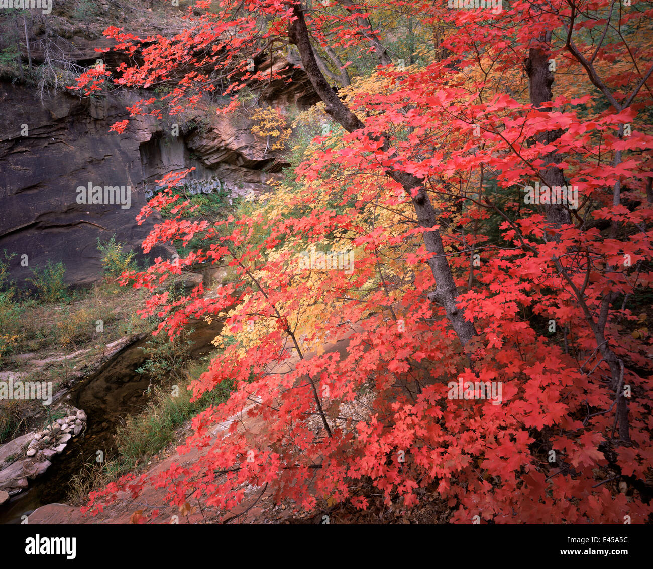 Bigtooth Maple Leaf High Resolution Stock Photography and Images - Alamy