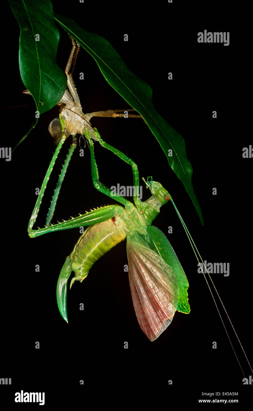 Narrow winged katydid (Tettigonidae) moulting, Yasuni NP, Ecuador ...