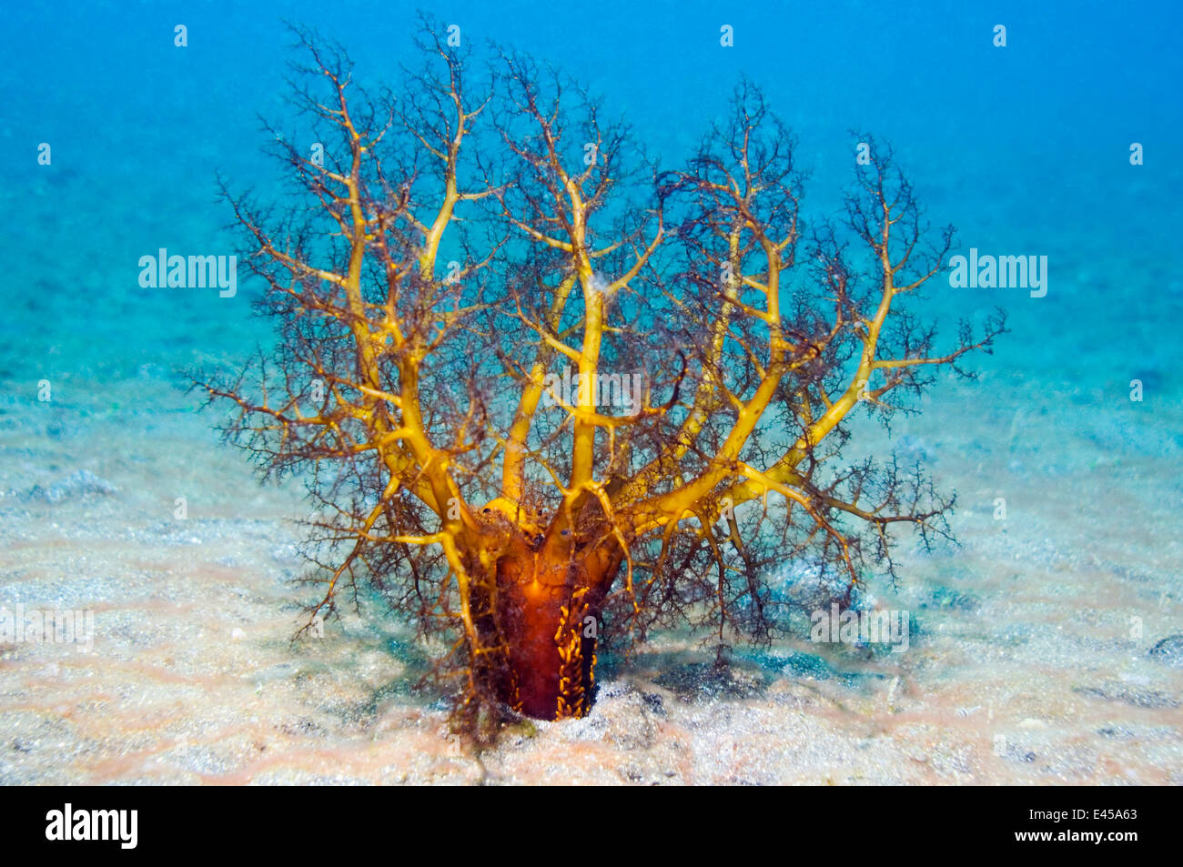 Burrowing sea cucumber (Neothyonidium magnum). The massive tentacular ...