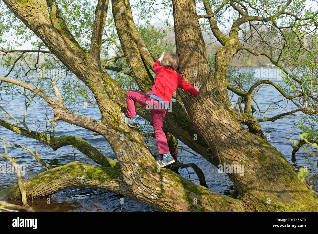 young boy climbing a tree Stock Photo - Alamy