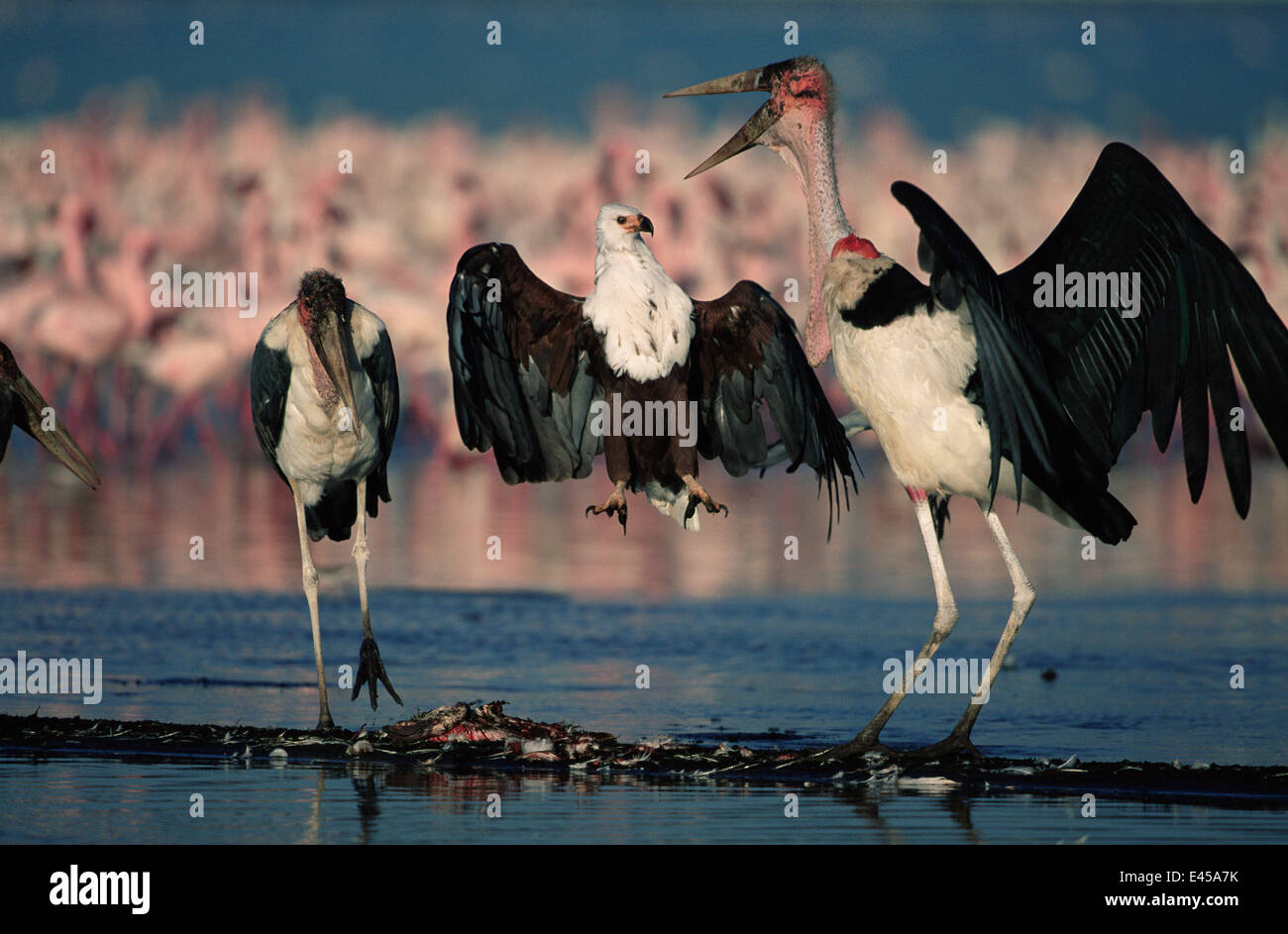 African fish eagle {Haliaeetus vocifer} fighting with Marabou storks ...