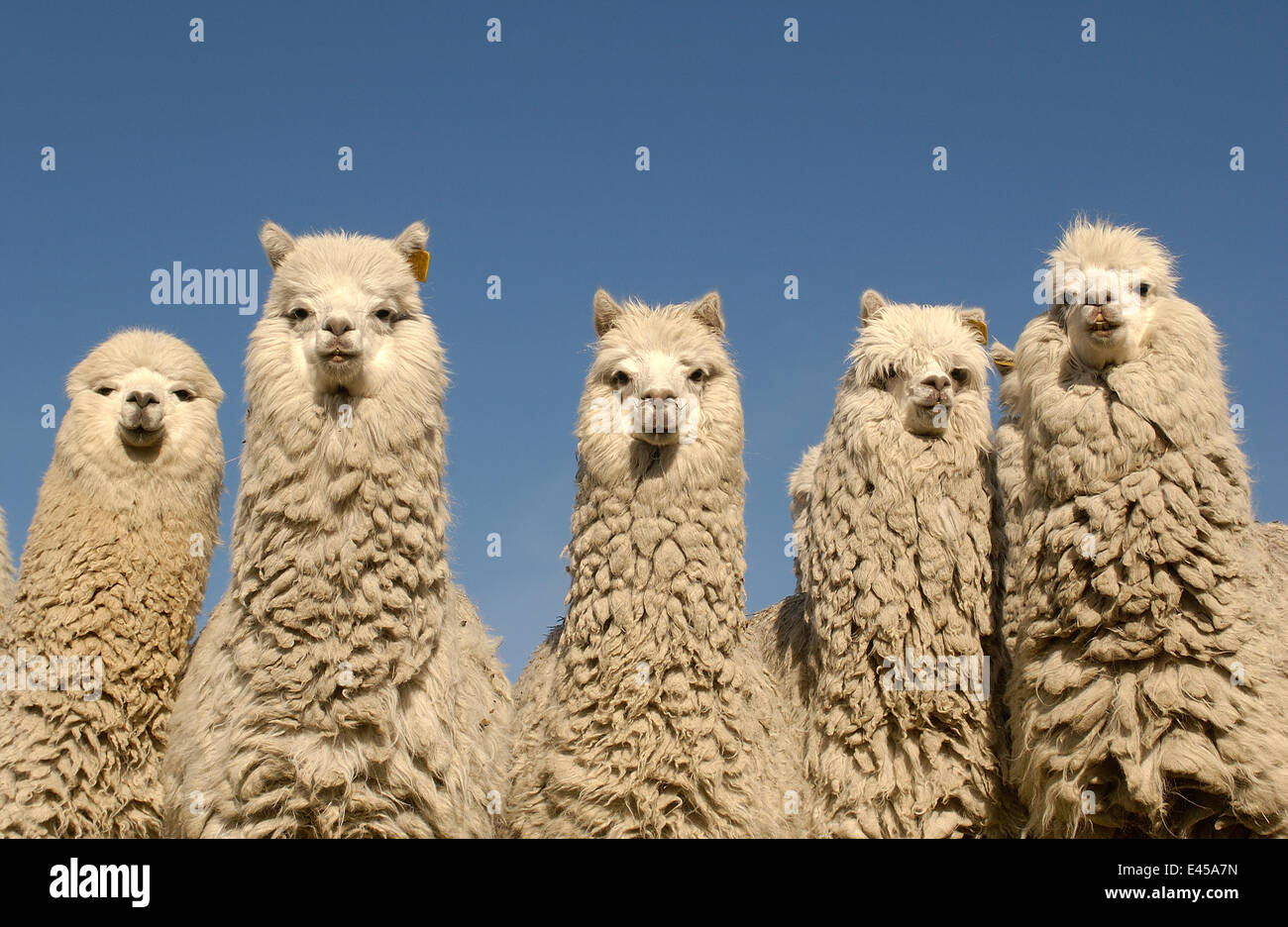 Five alpacas hi-res stock photography and images - Alamy