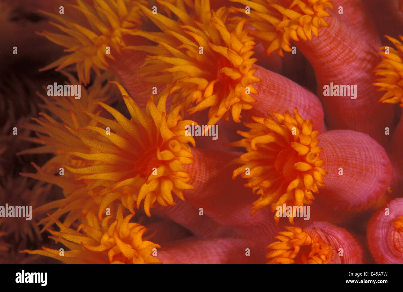 Tube corals {Tubastrea faulkneri} with polyps open, Indo-Pacific Stock ...