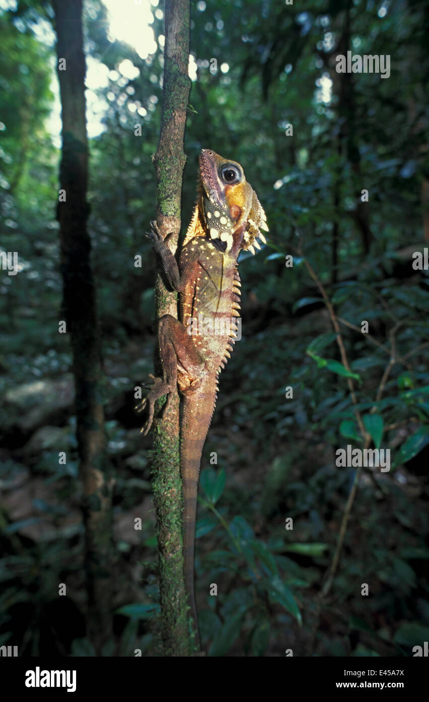 Boyd’s Forest Dragon climbing tree {Hypsilurus boydii} Mossman Gorge ...