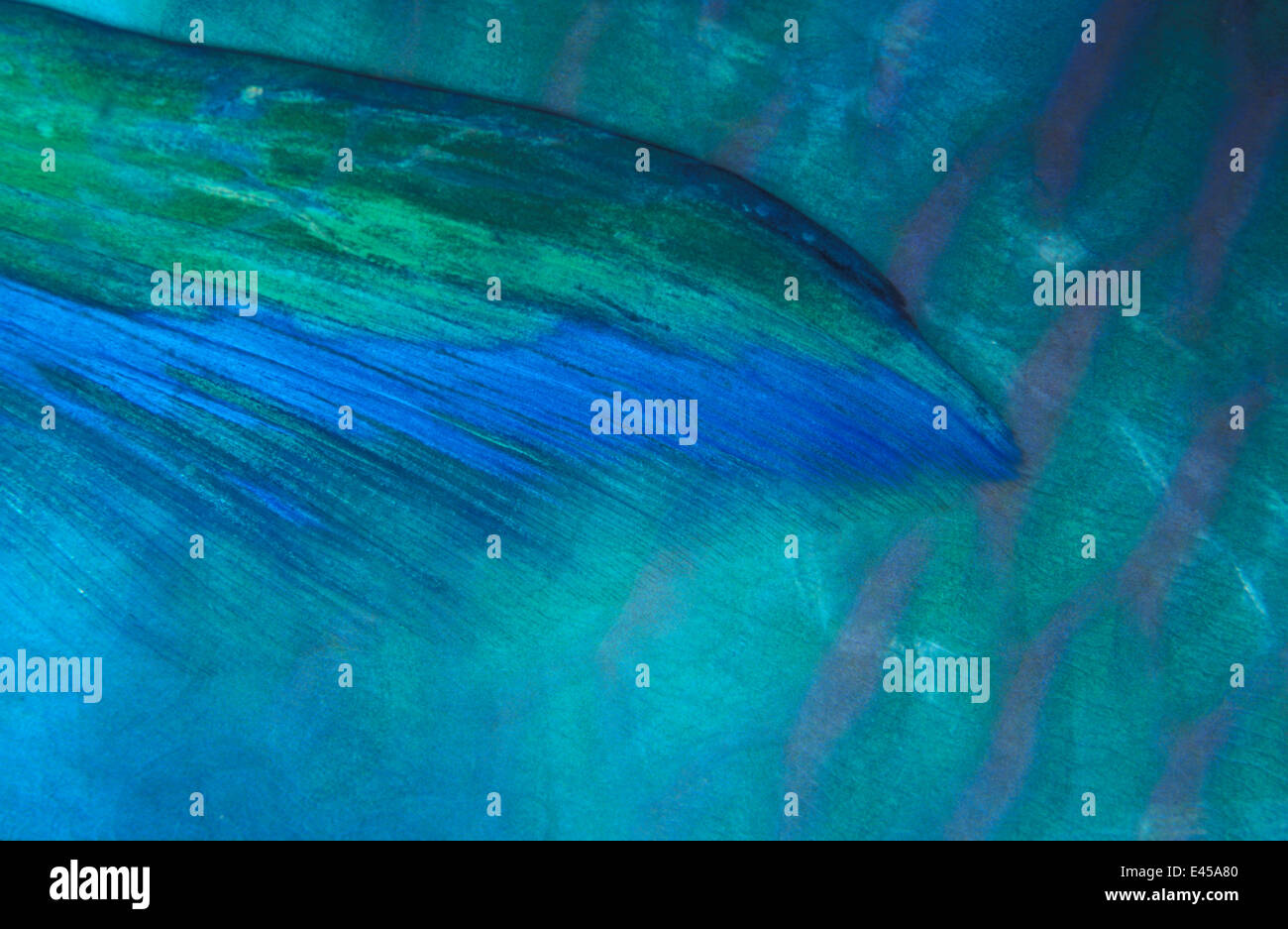 Close up of fin of Parrotfish {Scarus sp} Indo-pacific Stock Photo - Alamy