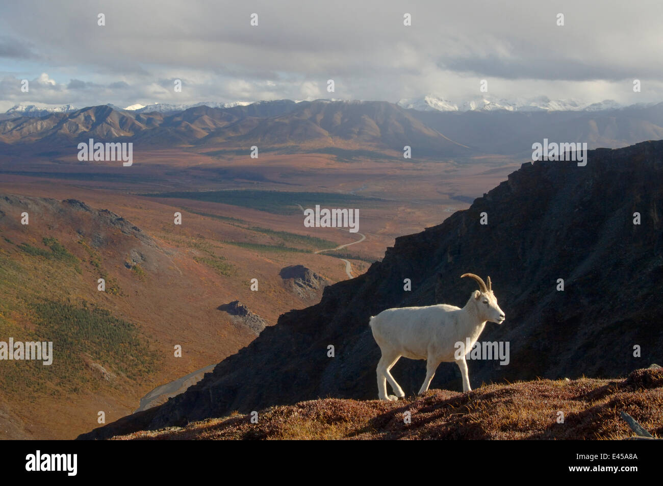 Dall sheep {Ovis Dalli}female profile walking on hillside, Denali ...