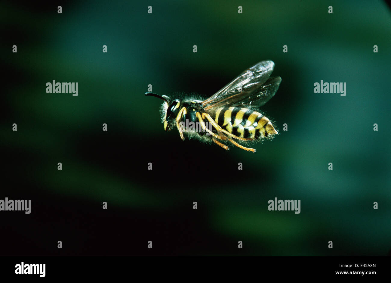 Worker wasps uk hi-res stock photography and images - Alamy