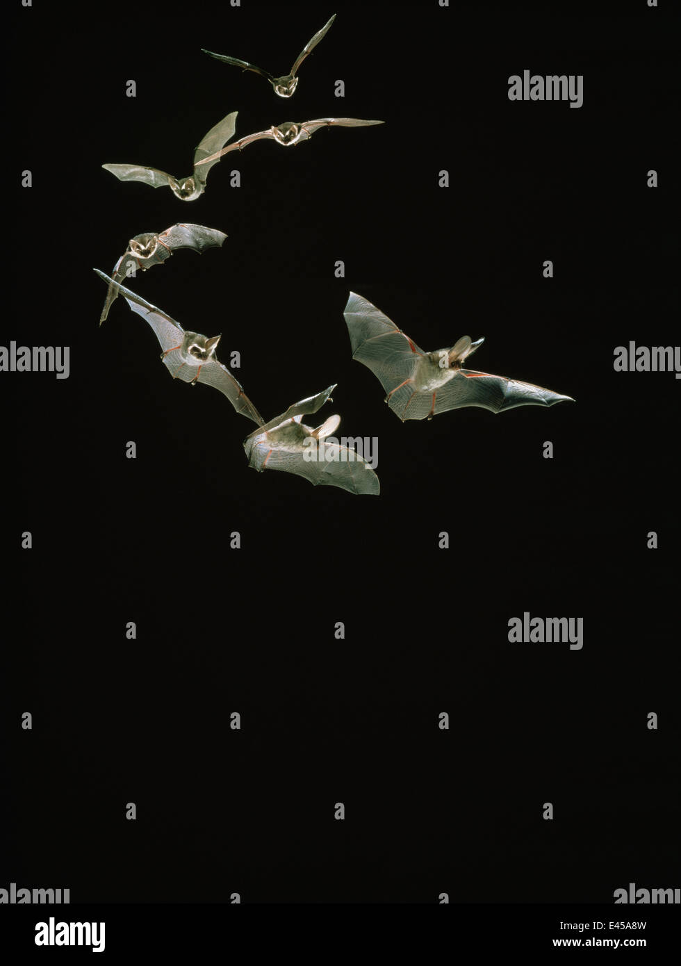 Long-eared bat (Plecotus auritus) in flight. Time-lapse. Captive, UK ...