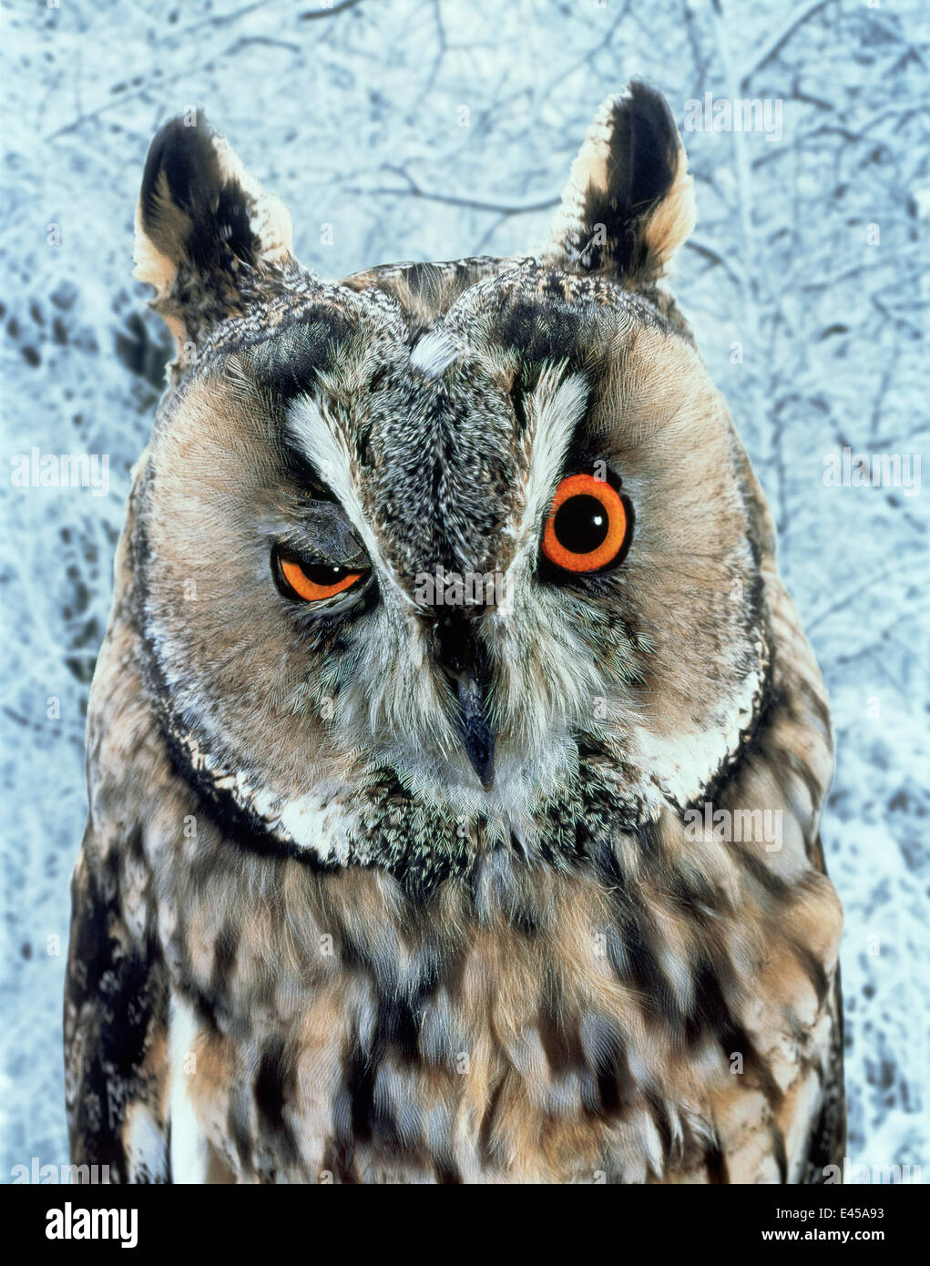 Owl blinking / winking (digitally enhanced) captive Stock Photo - Alamy