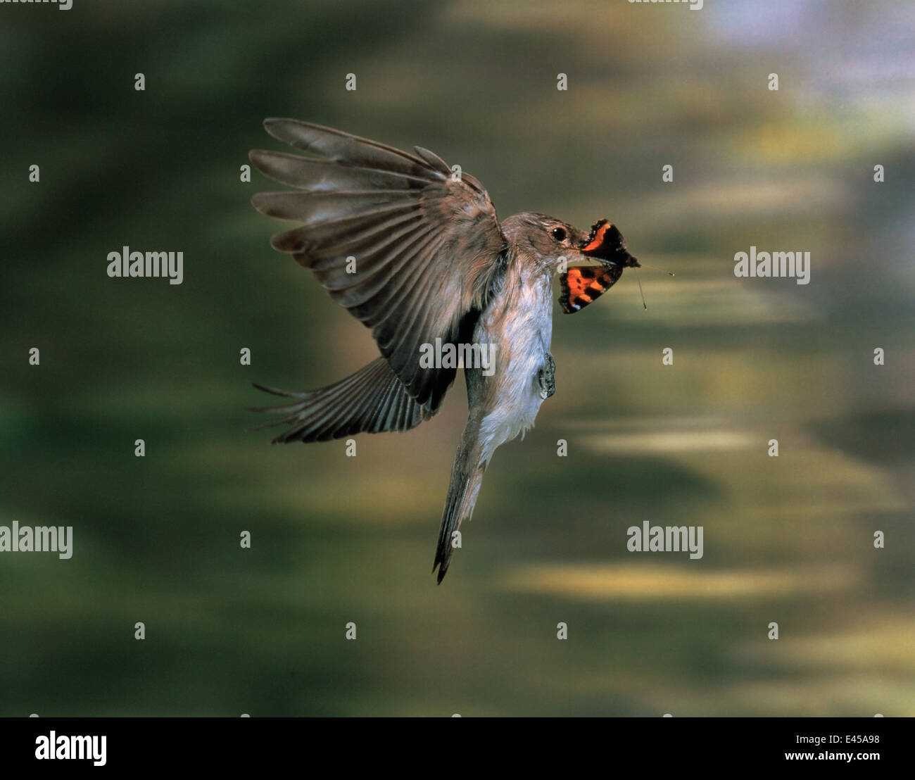 Spotted flycatcher (Muscicapa striata) carrying tortoiseshell butterfly ...