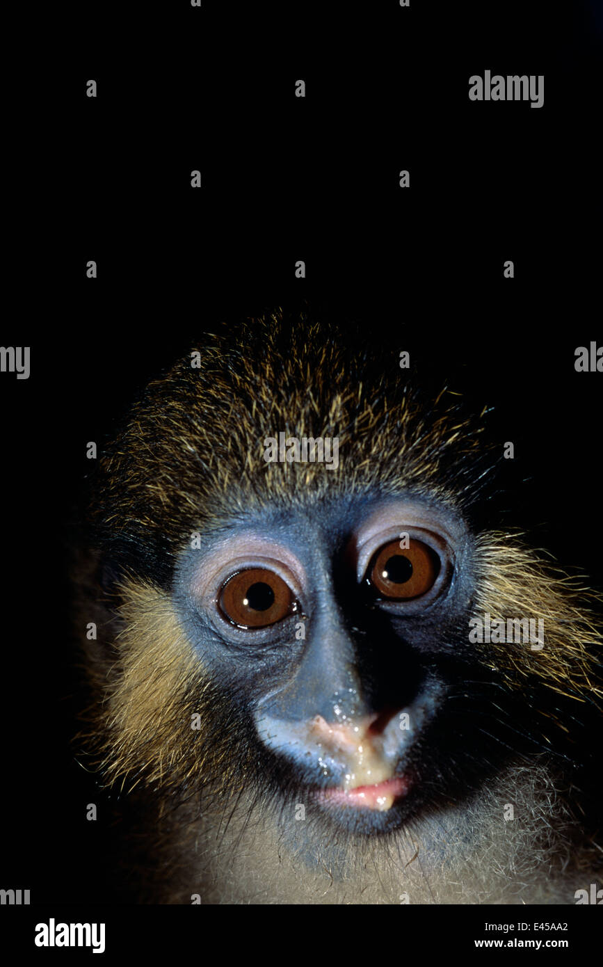 Moustached monkey portrait (Cercopithecus cephus), Central Africa Stock ...
