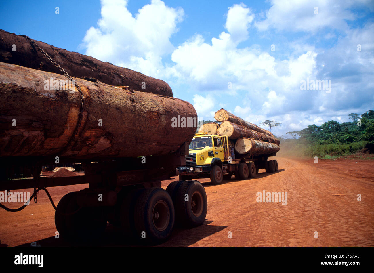 Tropical rainforest timber transported on logging trucks to the local ...