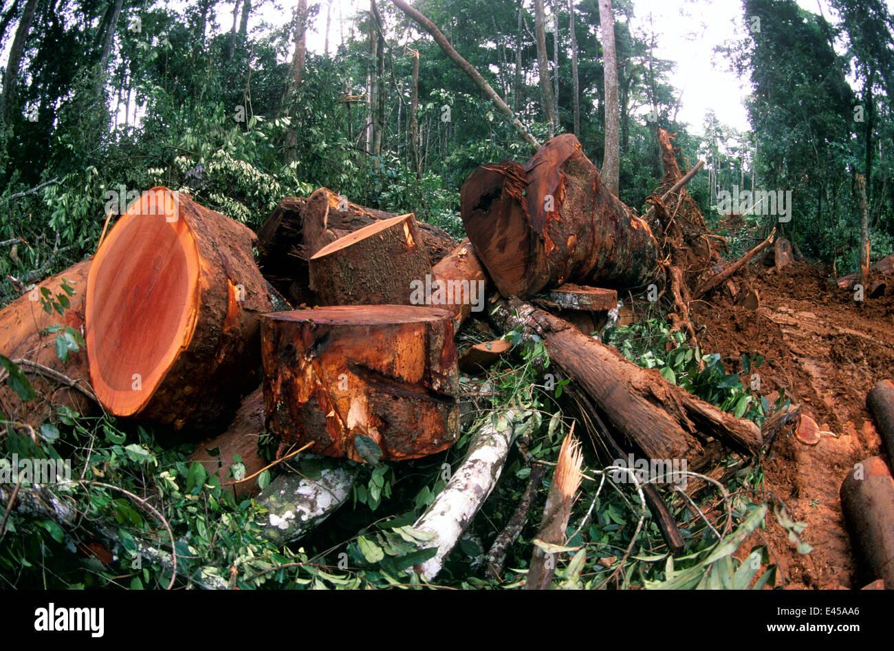 Waste timber, Central African rainforest. On average, less than half of ...