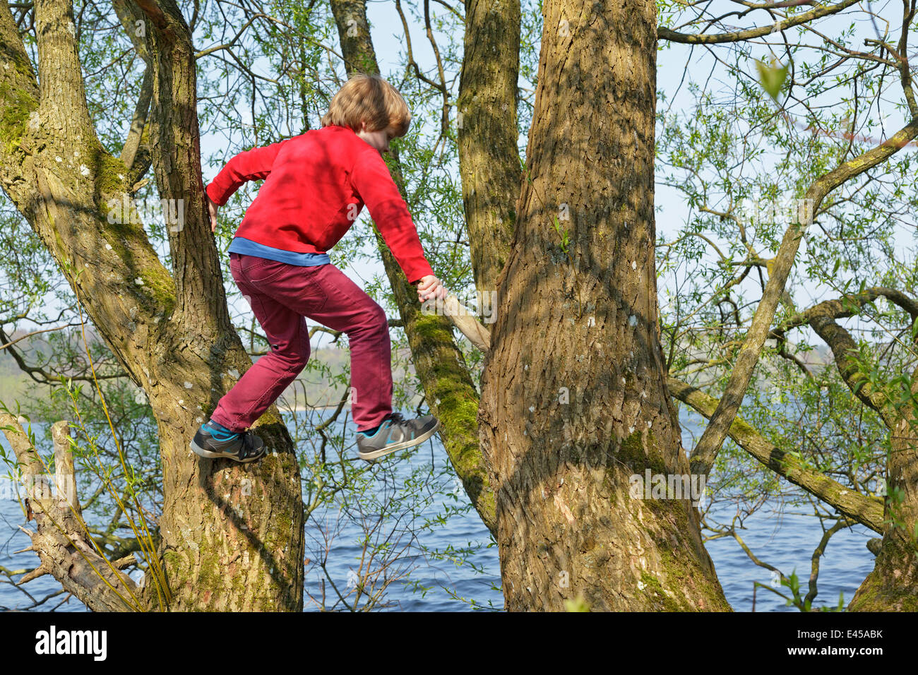 young boy climbing a tree Stock Photo - Alamy