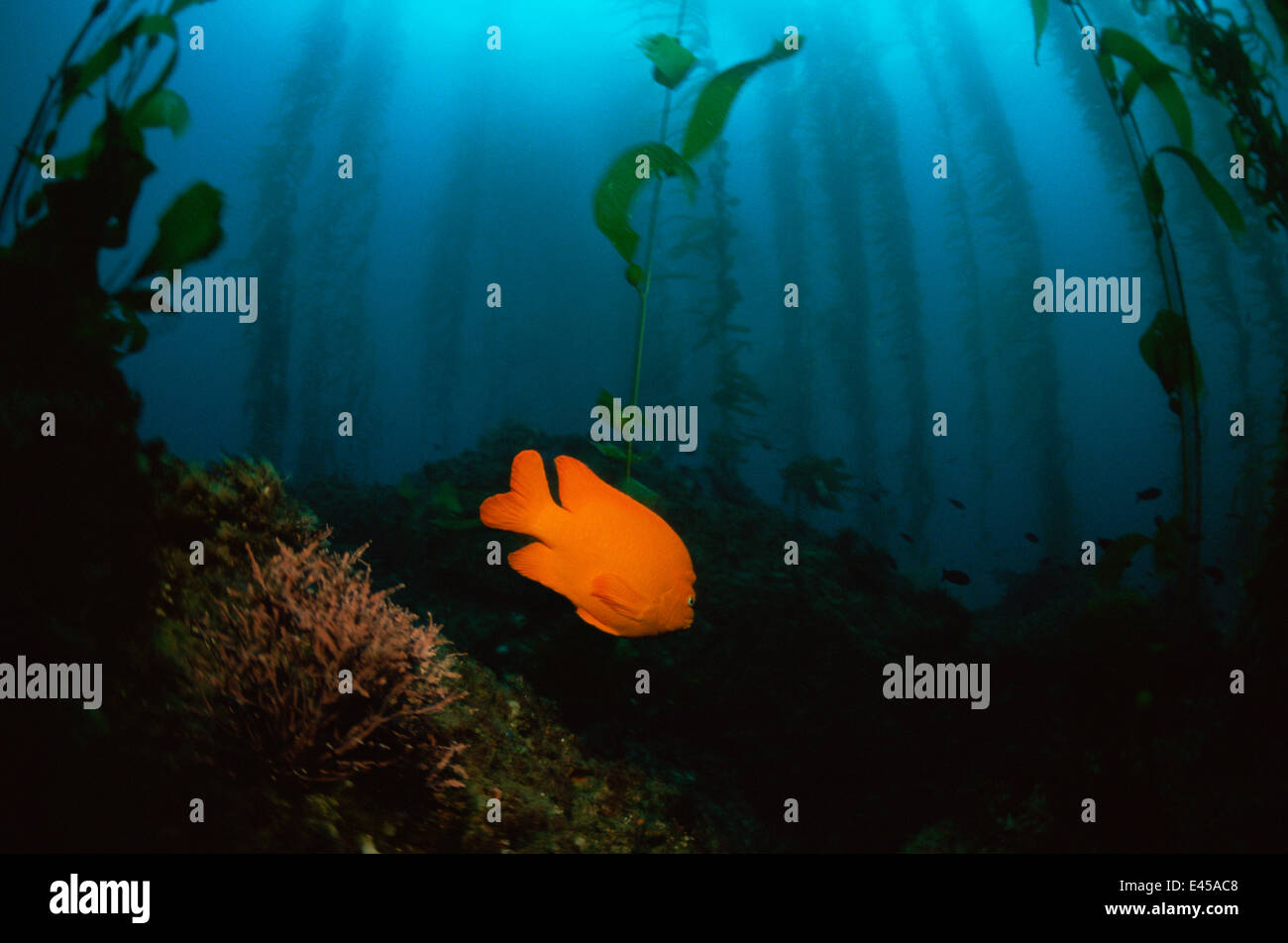 Pacific ocean animals and vegetation hi-res stock photography and ...