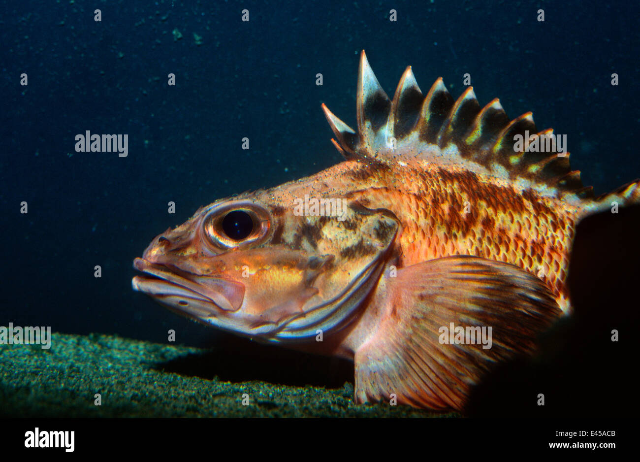 Rockfish sebastes sp california hi-res stock photography and images - Alamy