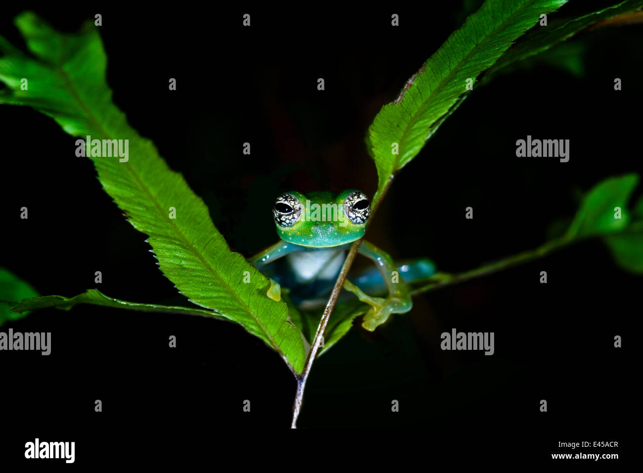 White spotted glass frog {Cochranella albomaculata} portrait, captive ...