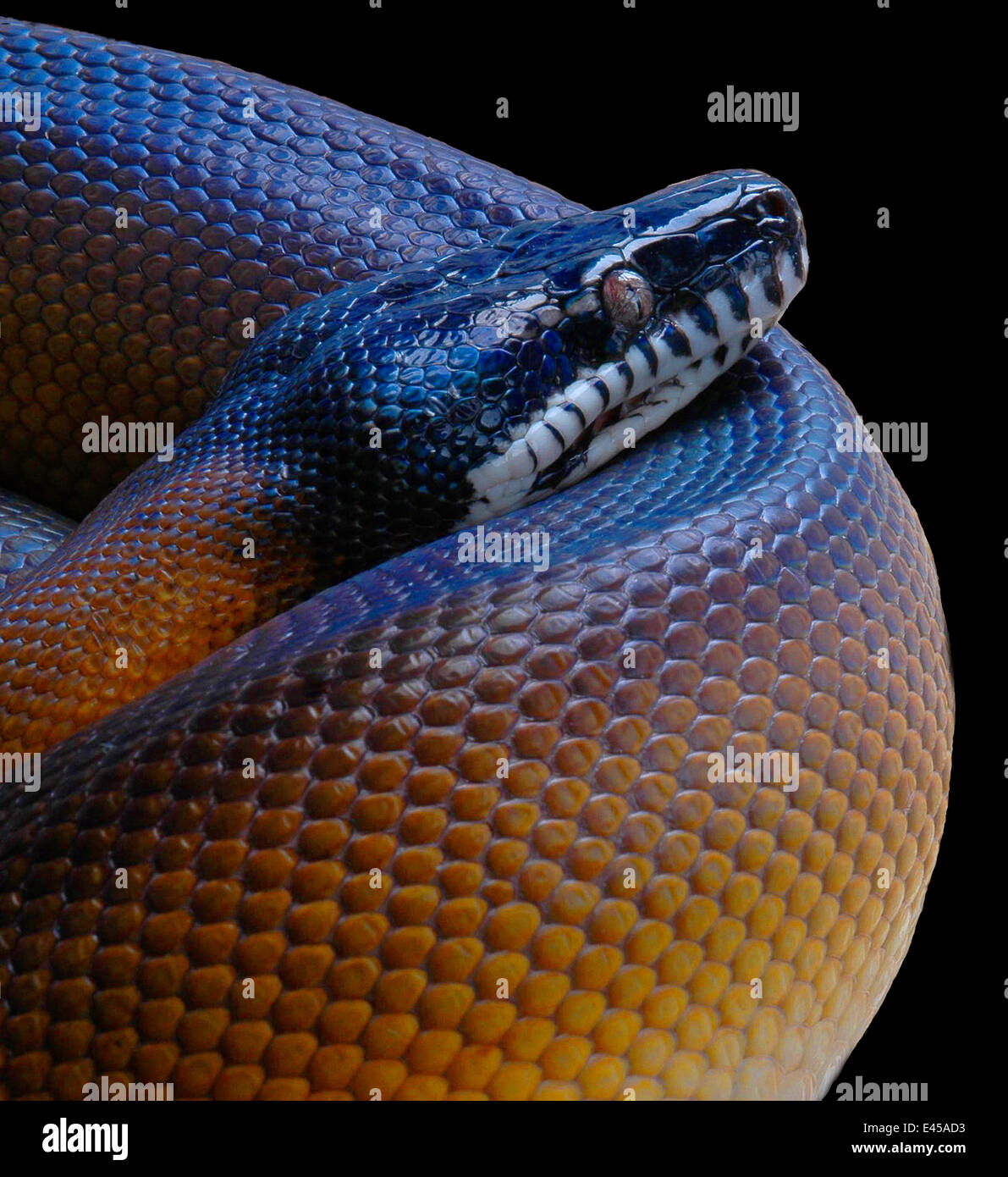 White lipped python snake {Leiopython albertisii} captive, New Guinea ...