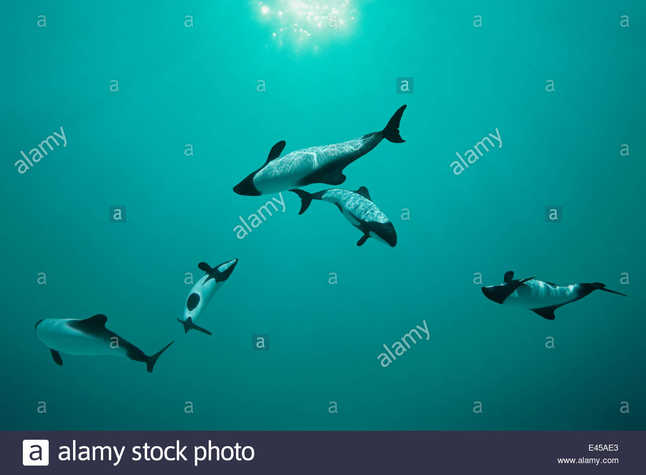 Commersons Dolphin High Resolution Stock Photography and Images - Alamy