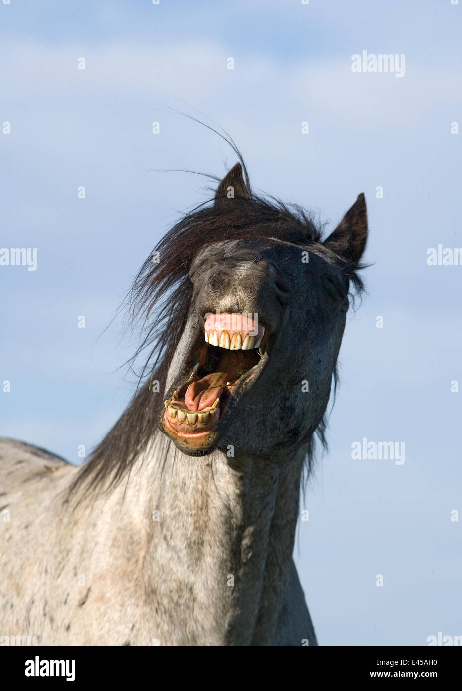 Blue Roan Wild Stallion yawning {Equus caballus} Pryor Mountains ...