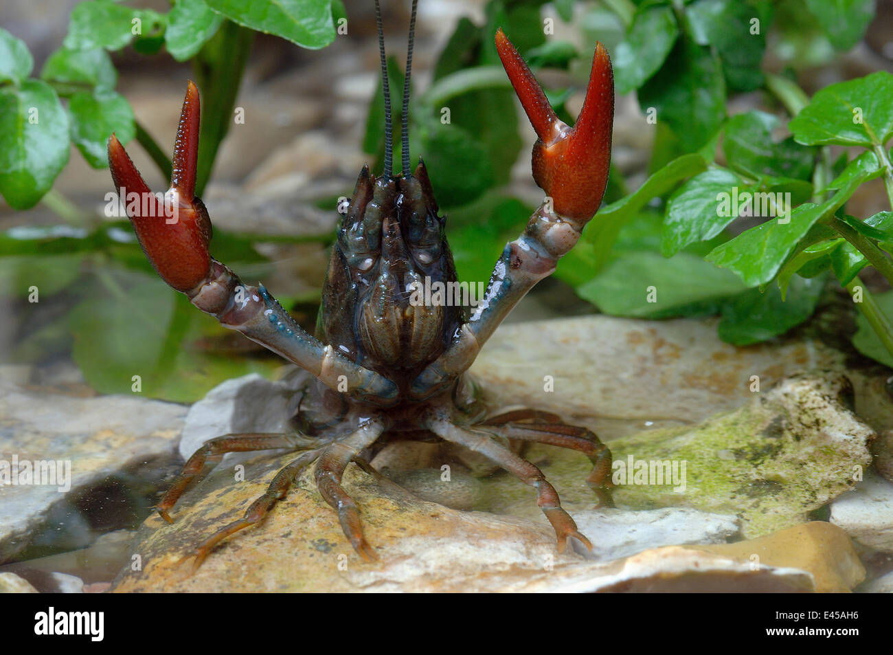 Signal Crayfish (Pacifastacus leniusculus) defence posture in chalk ...
