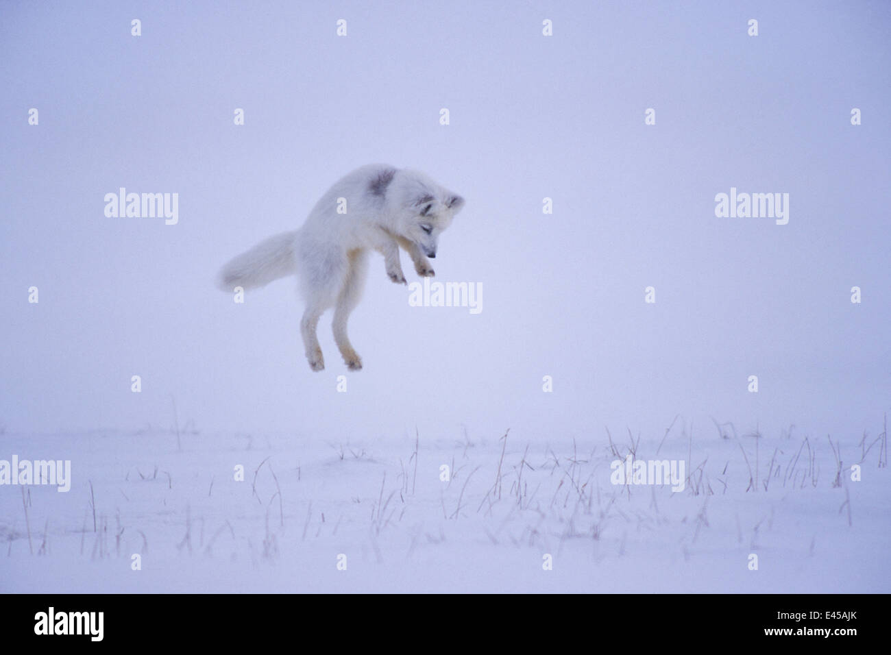 Arctic Fox Jumping High Resolution Stock Photography and Images - Alamy