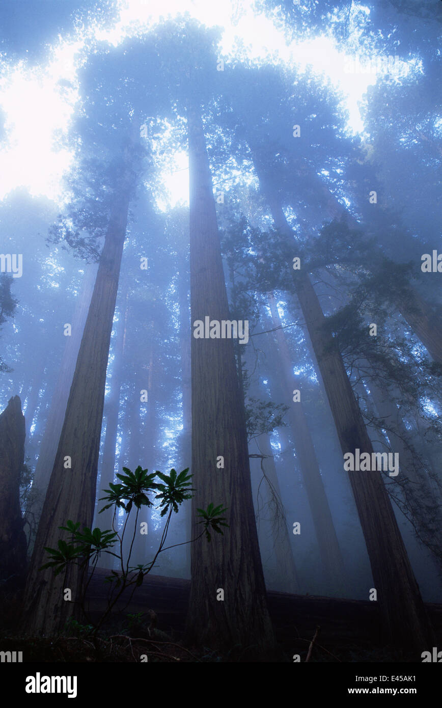 Coast Giant redwood trees {Sequoia sempervirens} in the fog, Del Norte ...