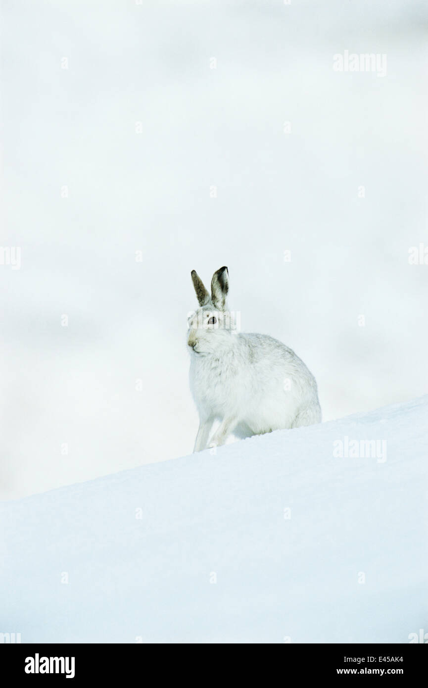 Mountain hares peak district hi-res stock photography and images - Alamy