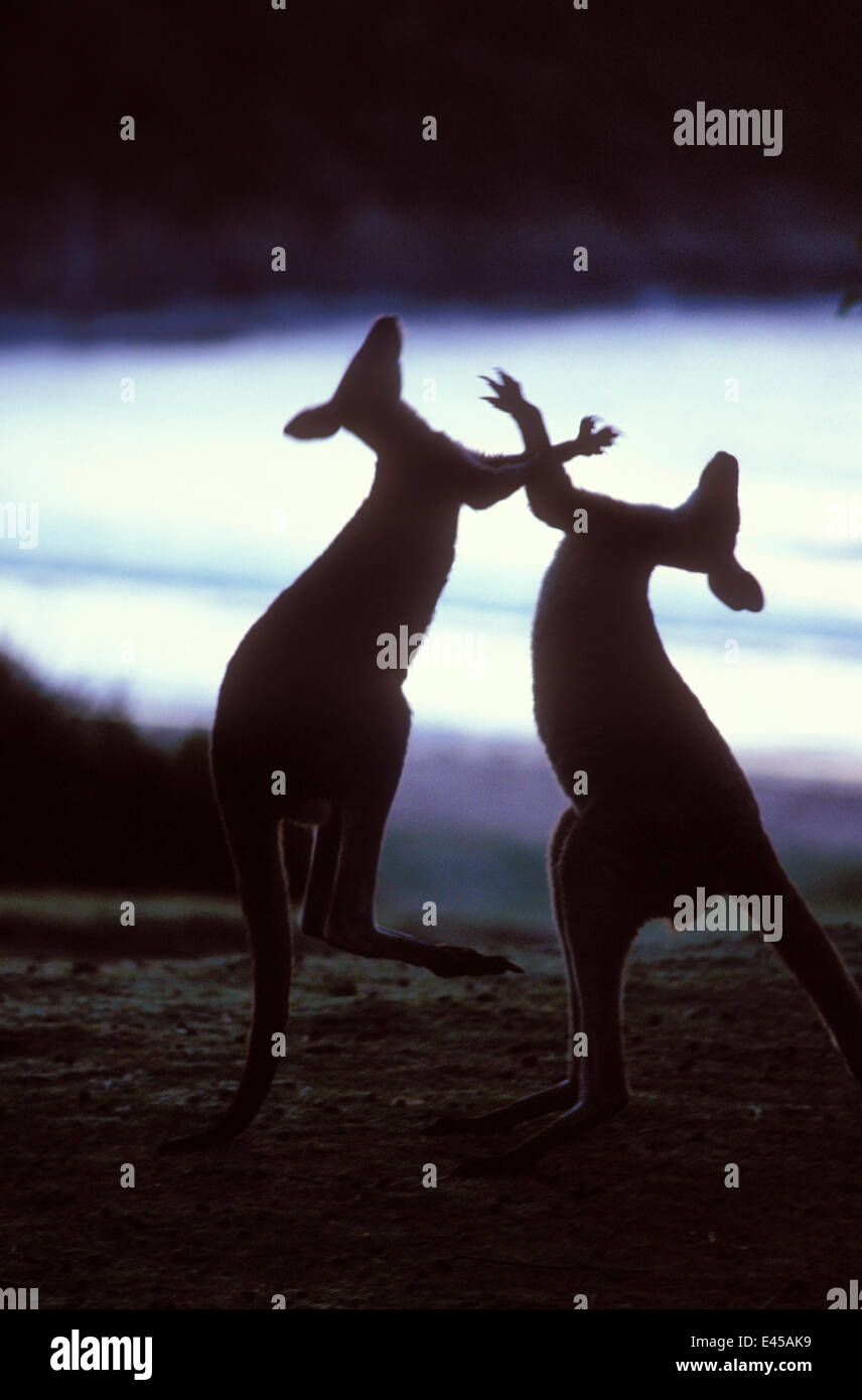 Aggressive Kangaroo High Resolution Stock Photography and Images - Alamy